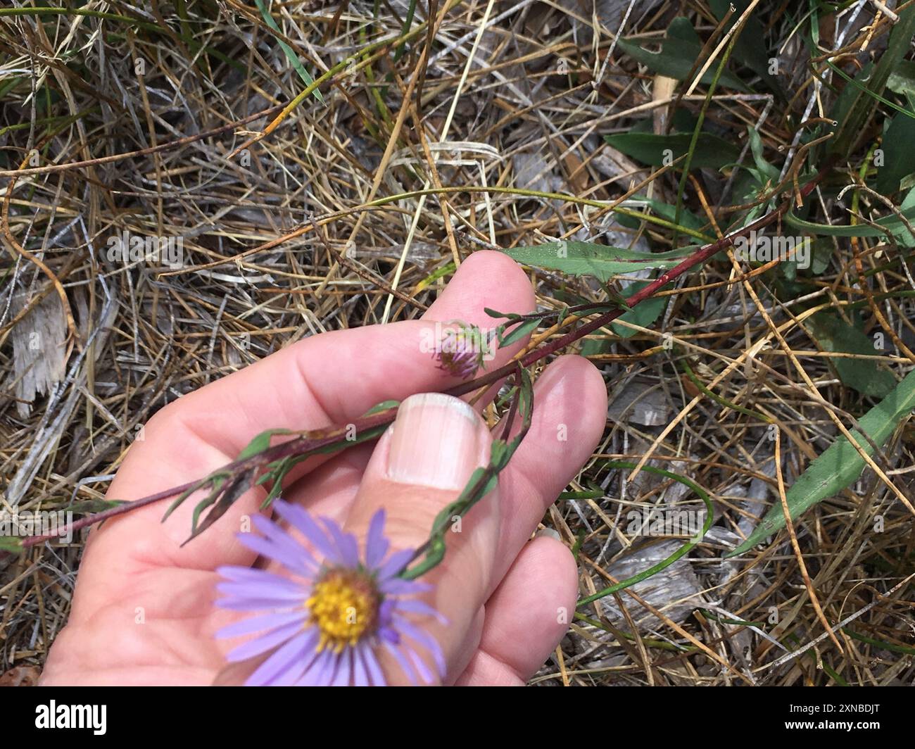 Pacific Aster (Symphyotrichum chilense) Plantae Stock Photo - Alamy