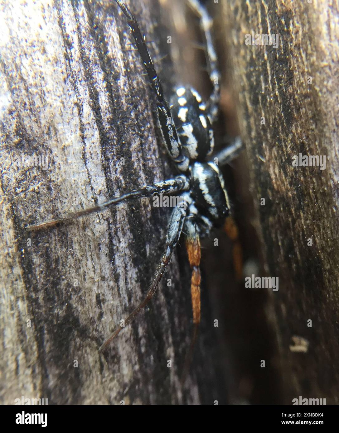 Spotted Ground Swift Spider (Nyssus coloripes) Arachnida Stock Photo ...