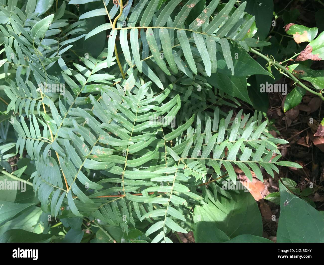 American Royal Fern (Osmunda spectabilis) Plantae Stock Photo - Alamy