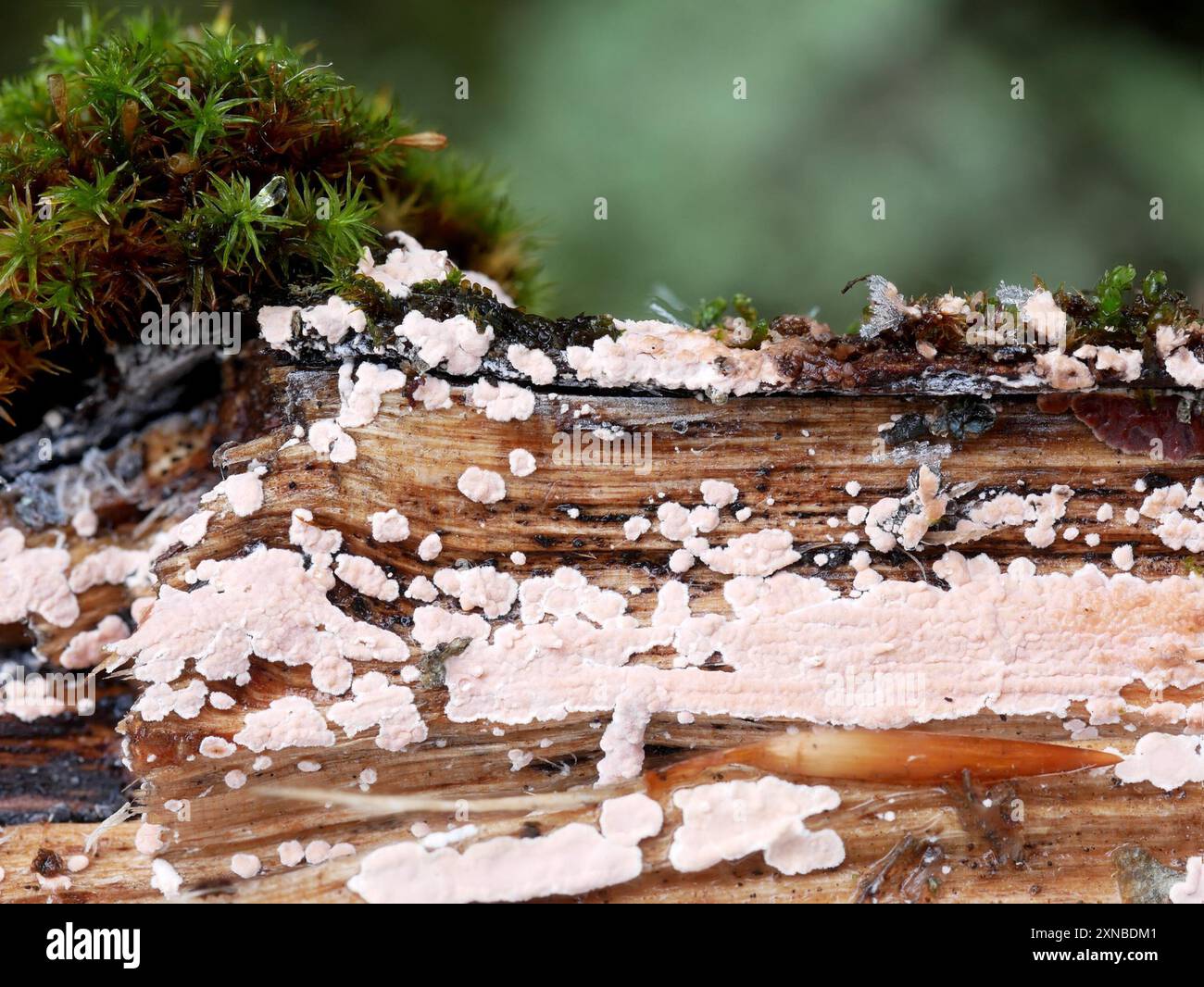 (Corticium roseum) Fungi Stock Photo - Alamy