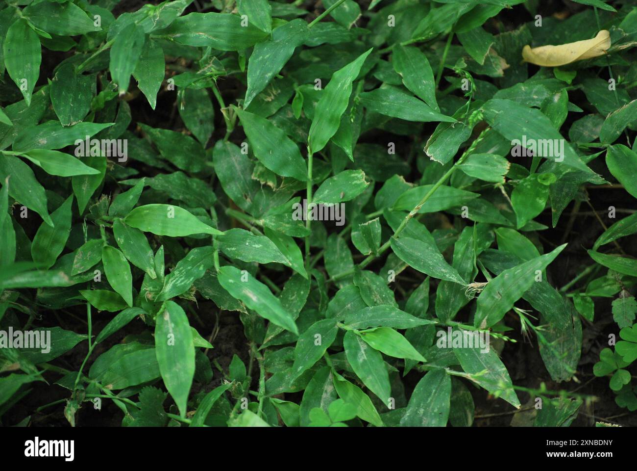 Basketgrass hi-res stock photography and images - Alamy