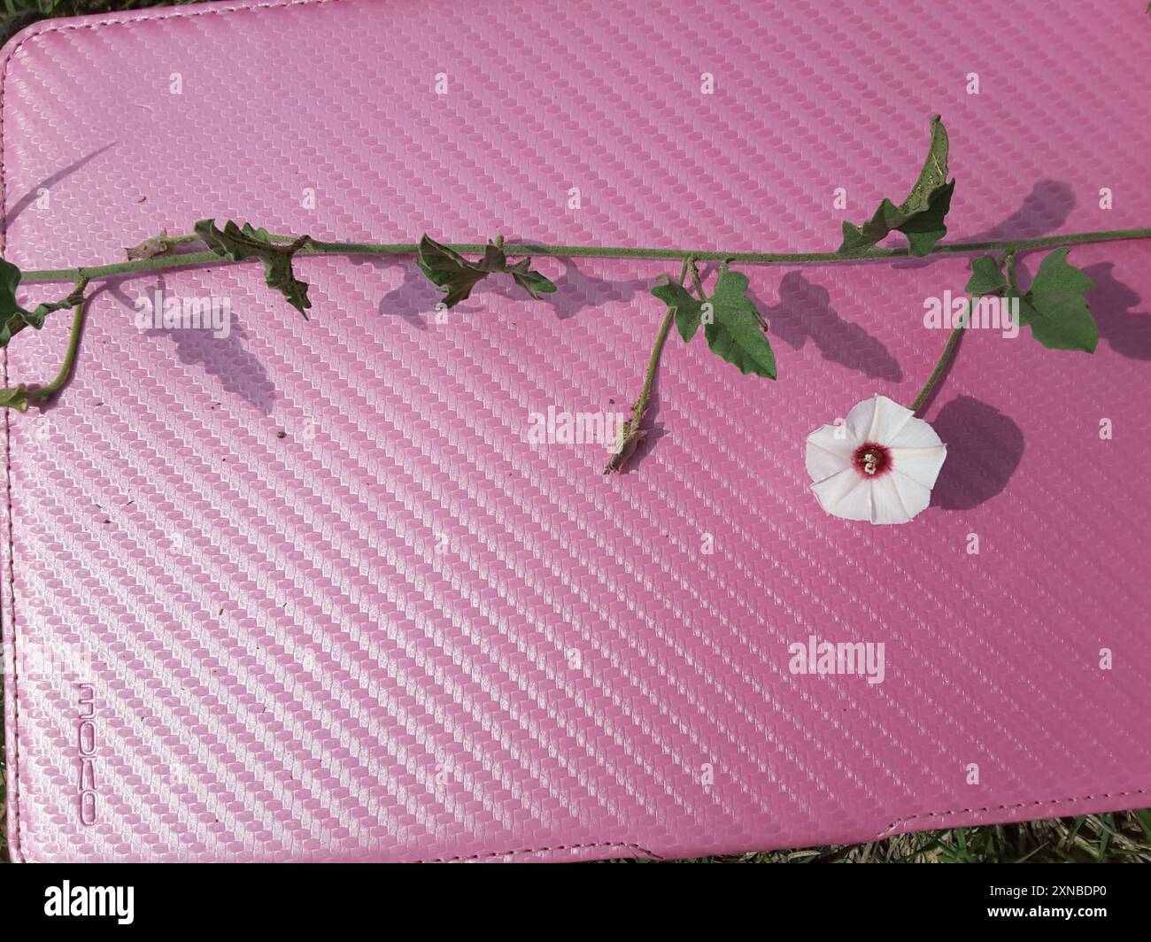 Texas bindweed (Convolvulus equitans) Plantae Stock Photo - Alamy