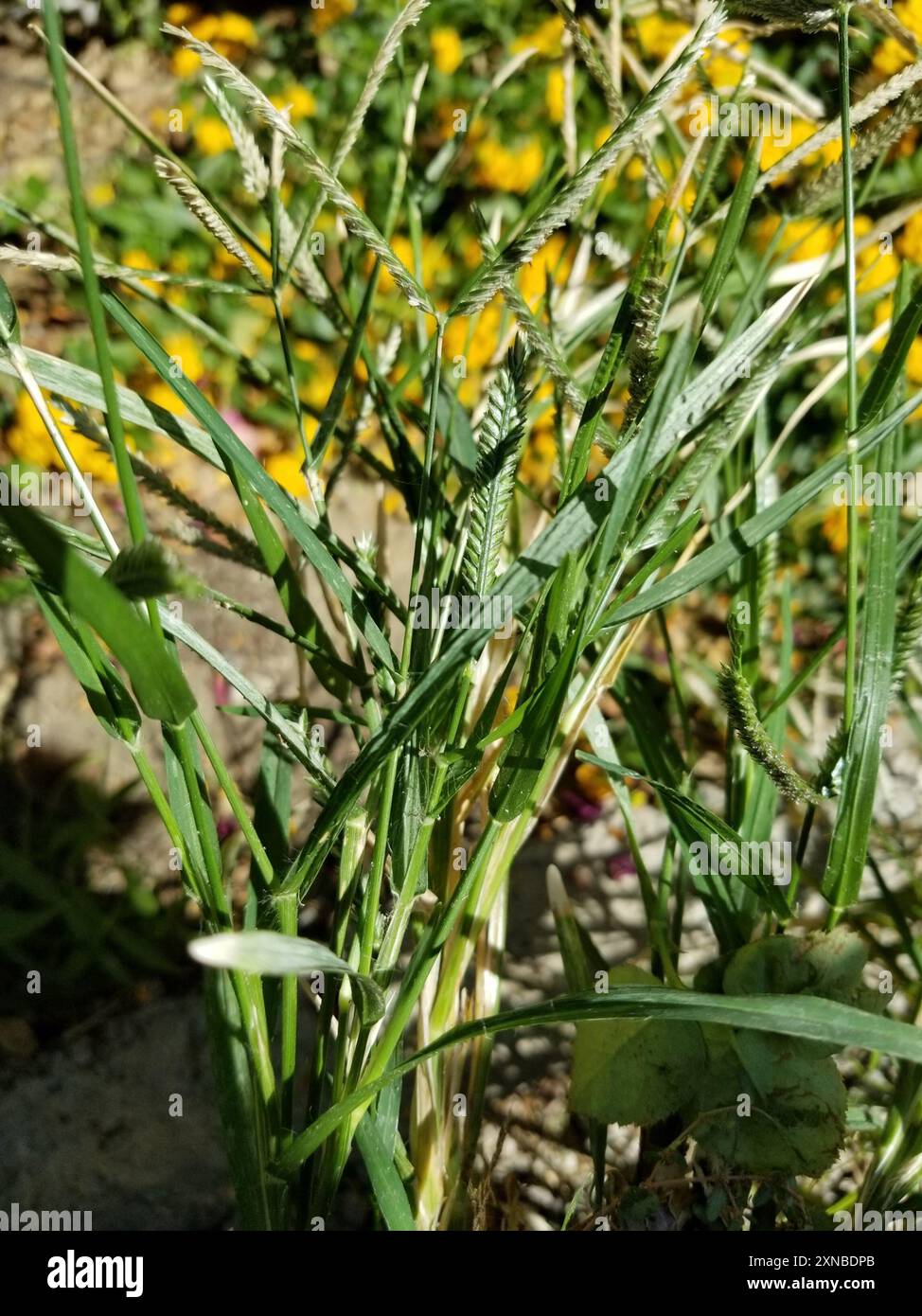 Goose Grass (Eleusine indica) Plantae Stock Photo - Alamy