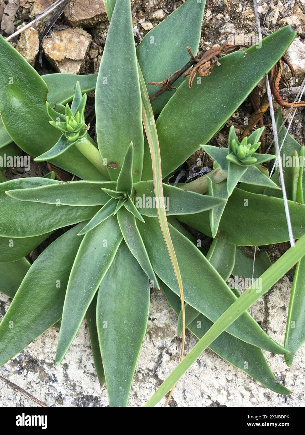 lanceleaf liveforever (Dudleya lanceolata) Plantae Stock Photo - Alamy