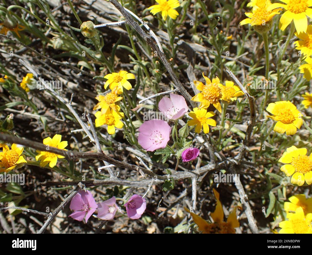 kern mallow (Eremalche parryi kernensis) Plantae Stock Photo - Alamy