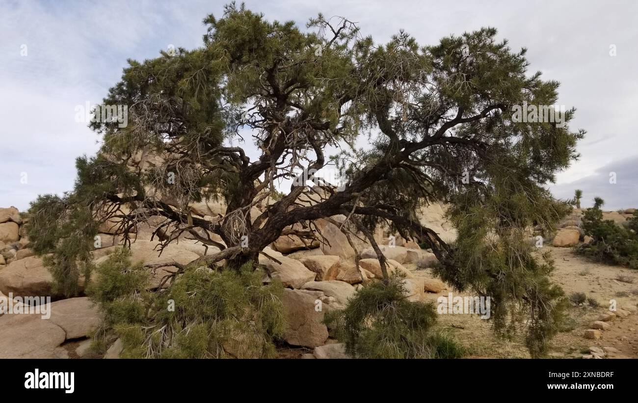 singleleaf pinyon (Pinus monophylla) Plantae Stock Photo - Alamy