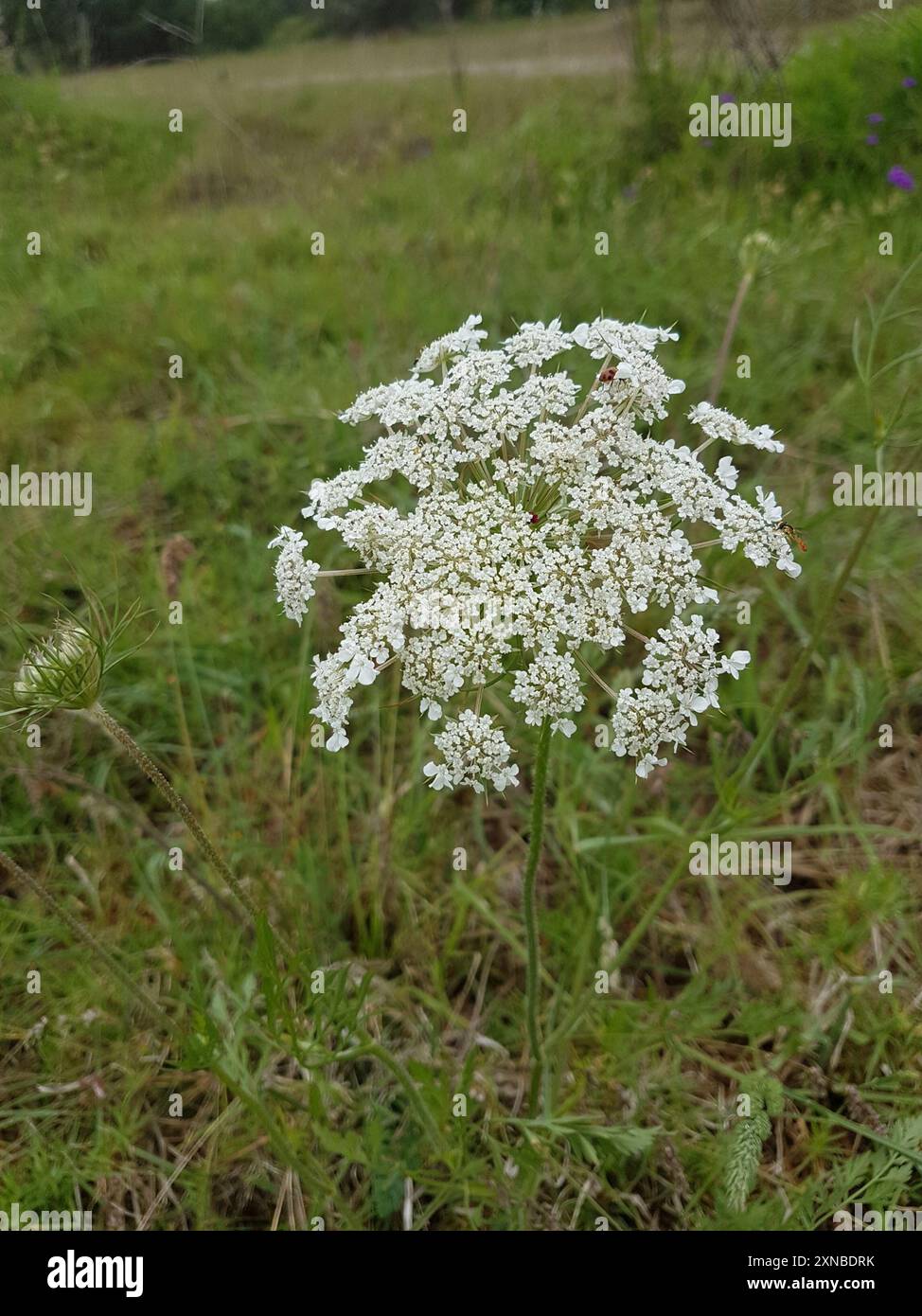 wild carrot (Daucus carota) Plantae Stock Photo - Alamy