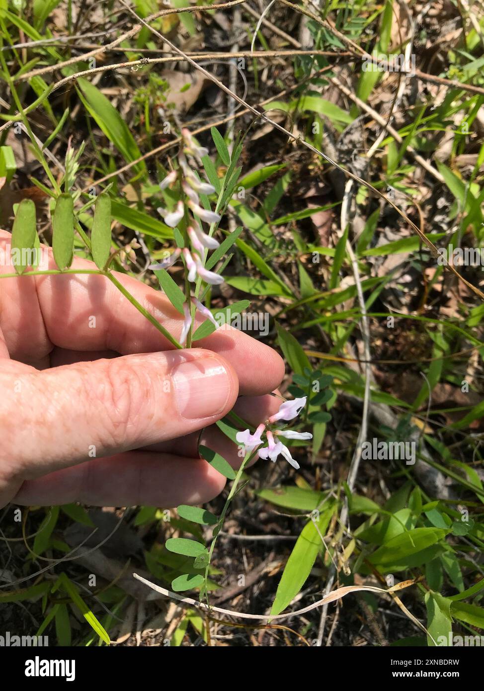 Carolina Vetch (Vicia caroliniana) Plantae Stock Photo - Alamy