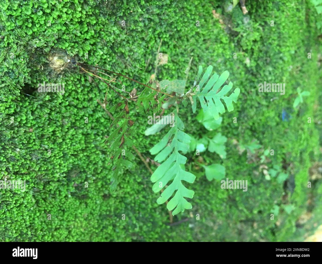 polypody family (Polypodiaceae) Plantae Stock Photo - Alamy