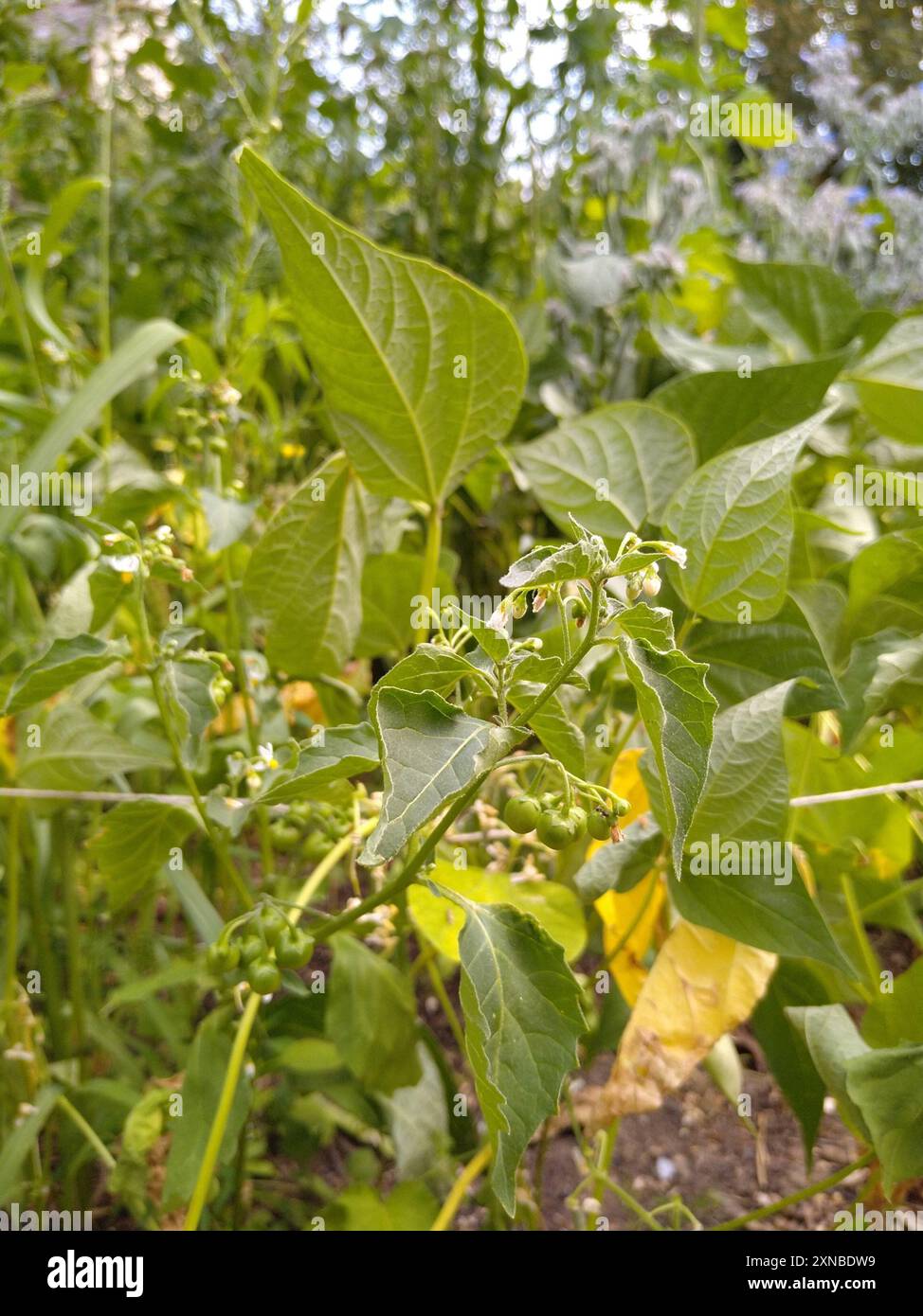 black nightshade (Solanum nigrum) Plantae Stock Photo - Alamy