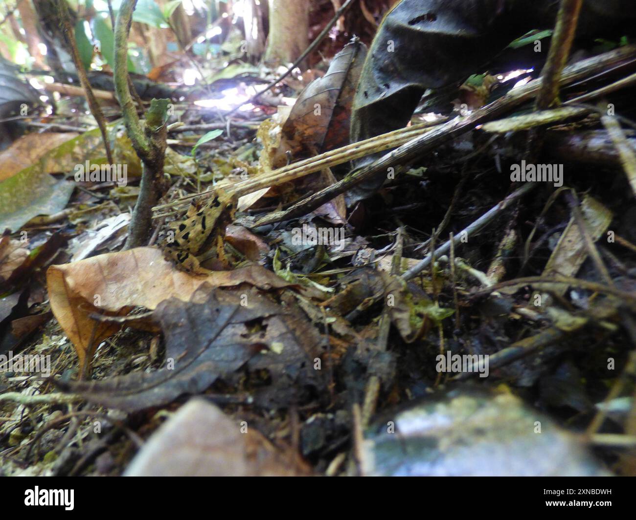 Beaked Toads (Rhinella) Amphibia Stock Photo - Alamy