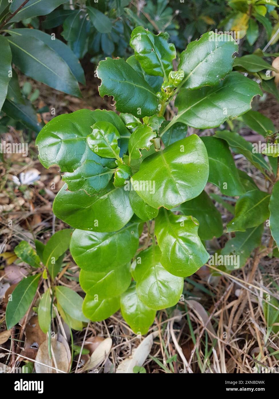 Taupata (Coprosma repens) Plantae Stock Photo - Alamy
