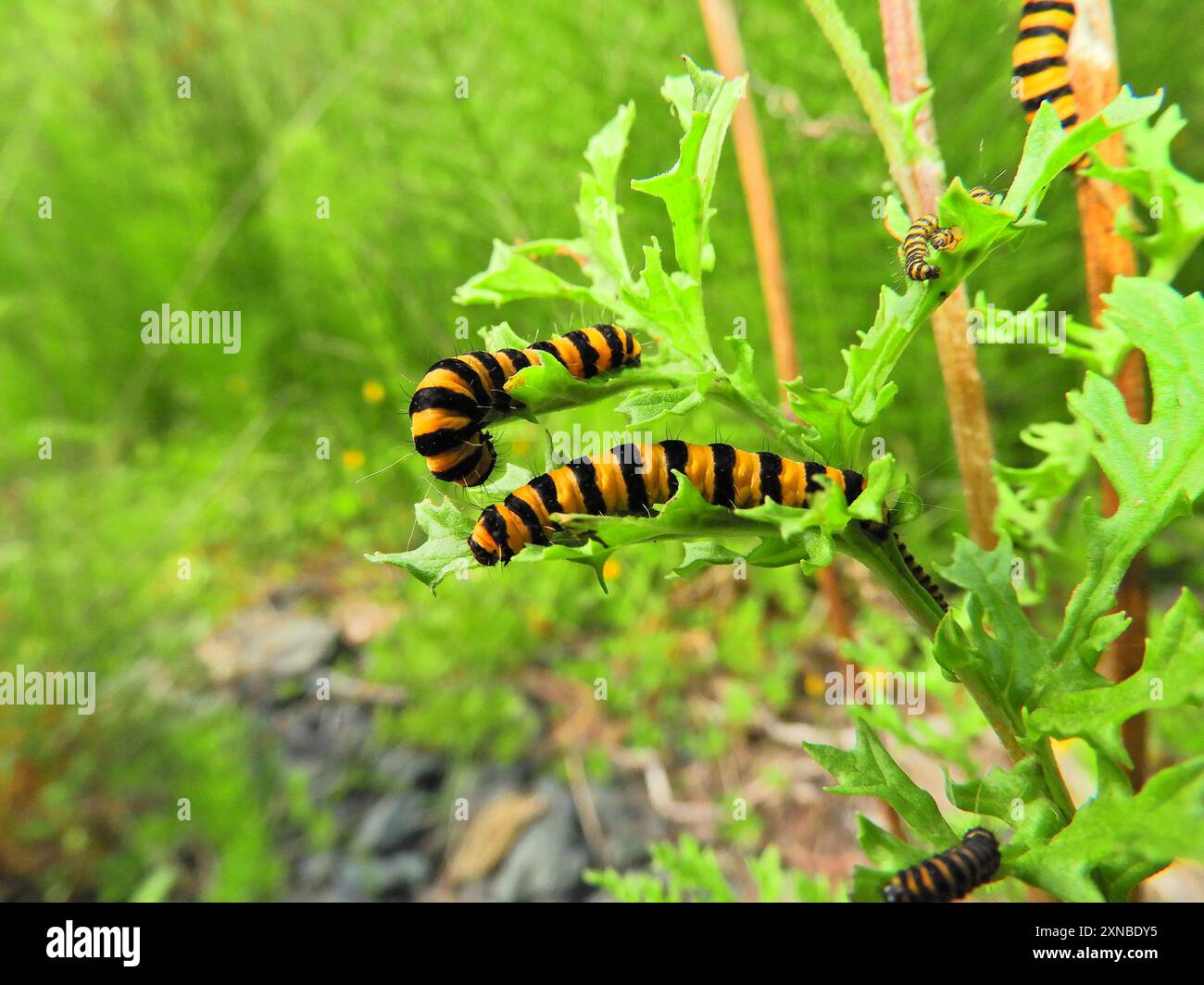 Cinnabar moth (Tyria jacobaeae) Insecta Stock Photo - Alamy