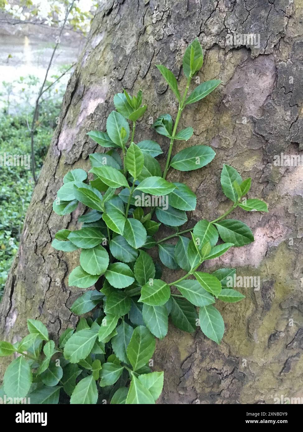 fortune's spindle (Euonymus fortunei) Plantae Stock Photo - Alamy