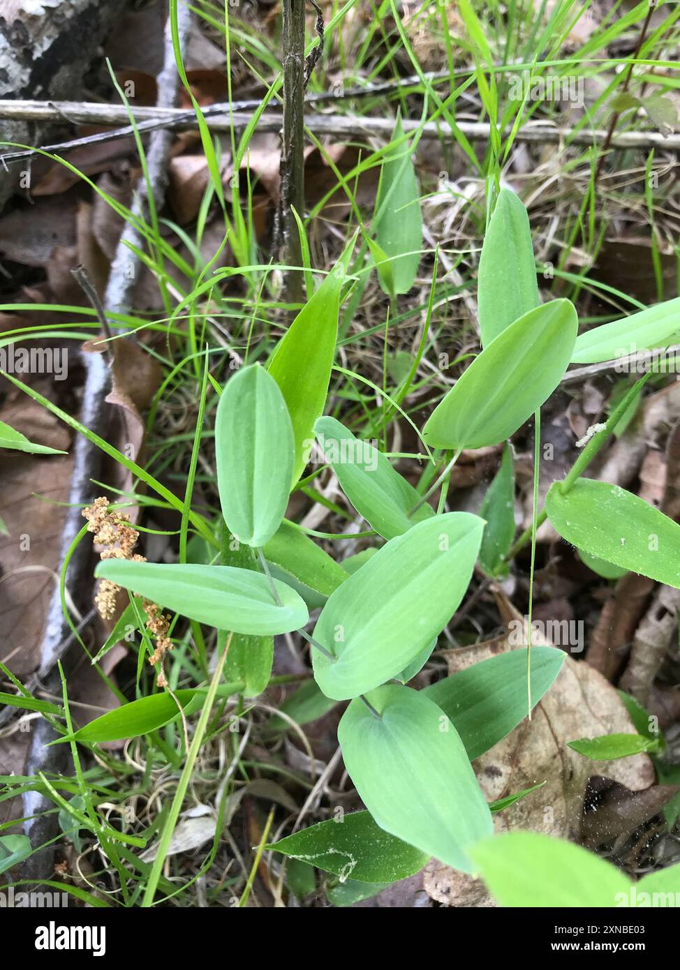 perfoliate bellwort (Uvularia perfoliata) Plantae Stock Photo - Alamy