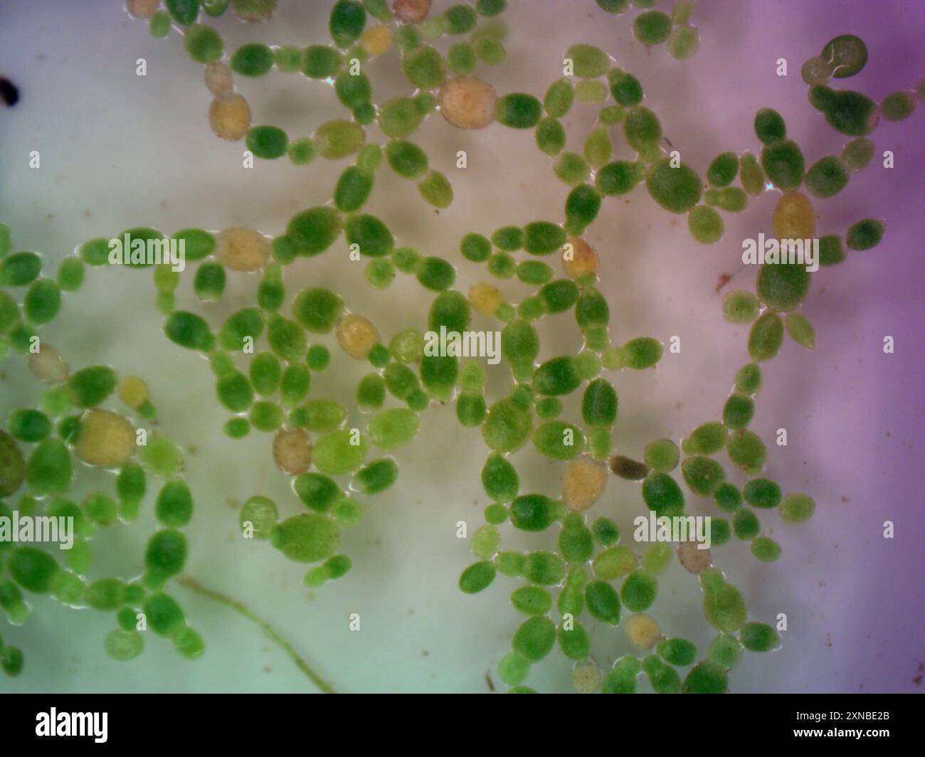 Columbian Watermeal (Wolffia columbiana) Plantae Stock Photo - Alamy