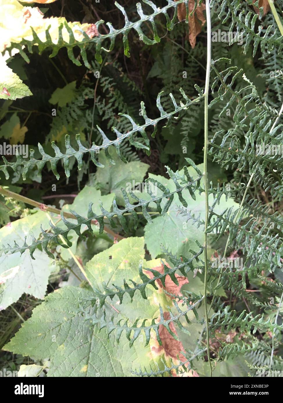 ferns (Polypodiopsida) Plantae Stock Photo - Alamy