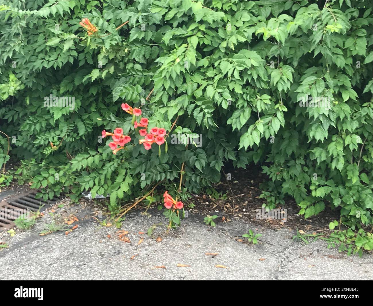 American trumpet vine (Campsis radicans) Plantae Stock Photo - Alamy