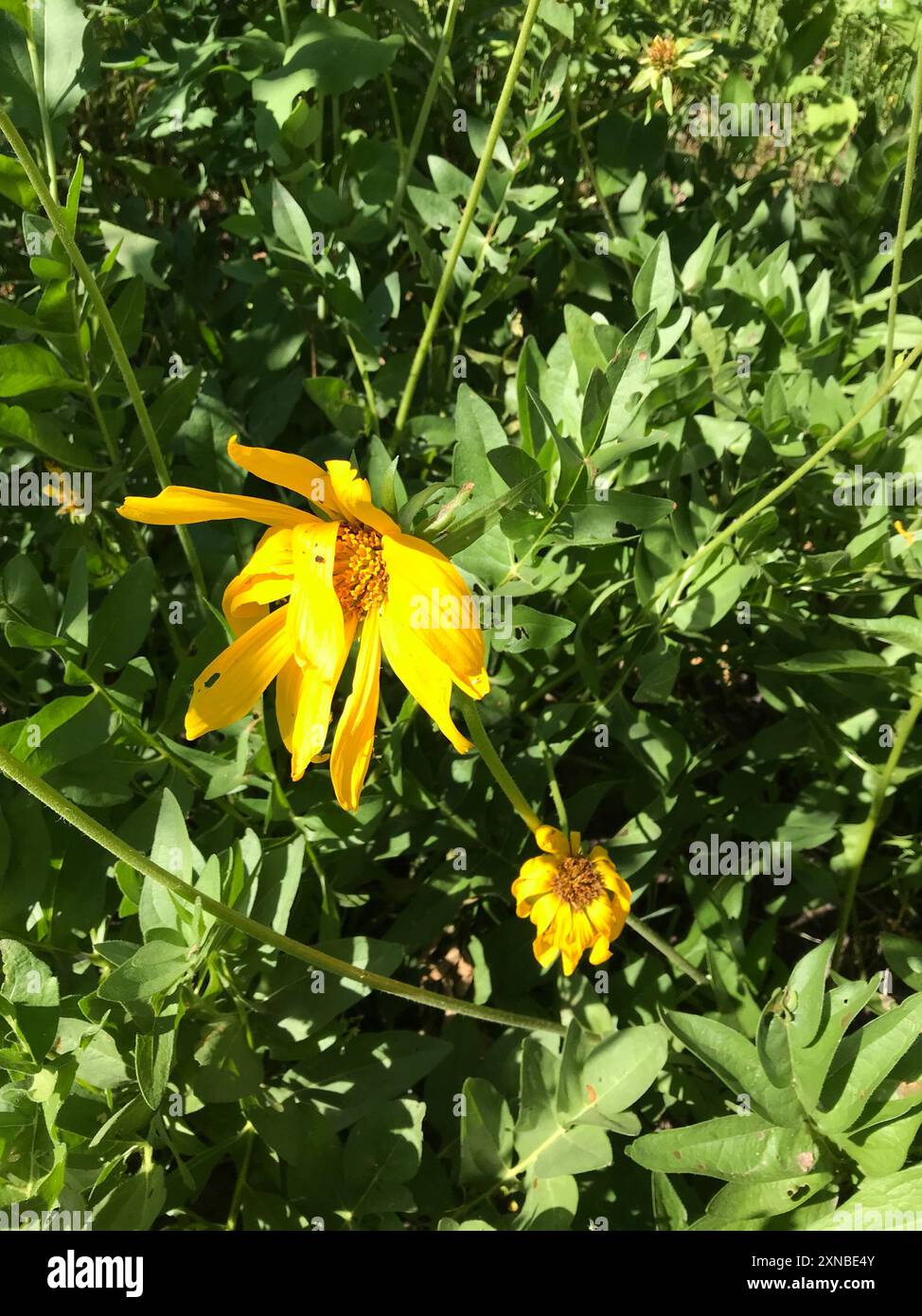 cutleaf balsamroot (Balsamorhiza macrophylla) Plantae Stock Photo - Alamy