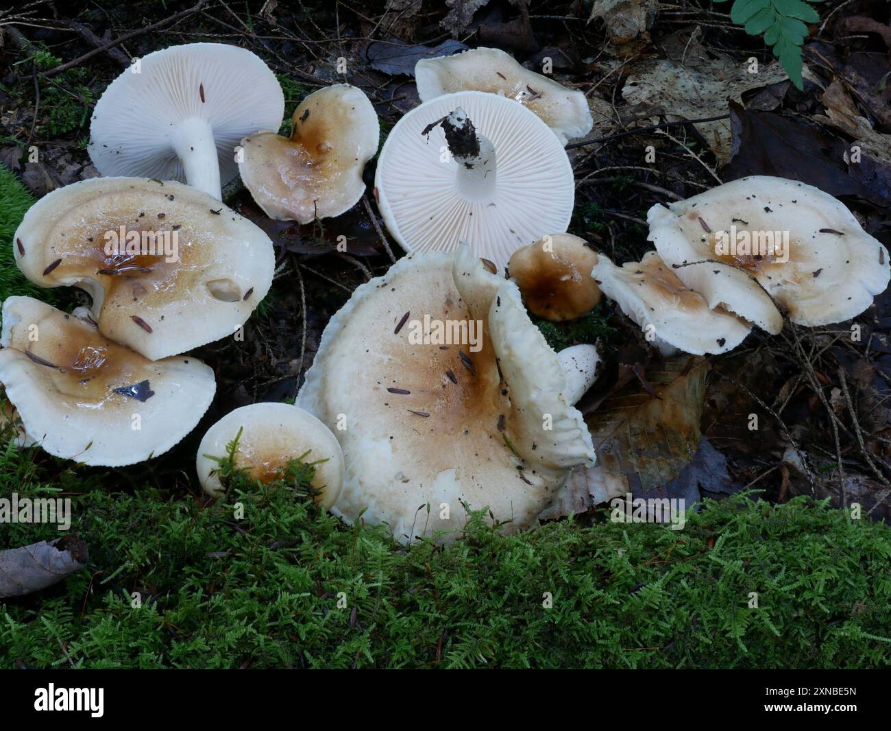 (Hygrophorus tennesseensis) Fungi Stock Photo - Alamy