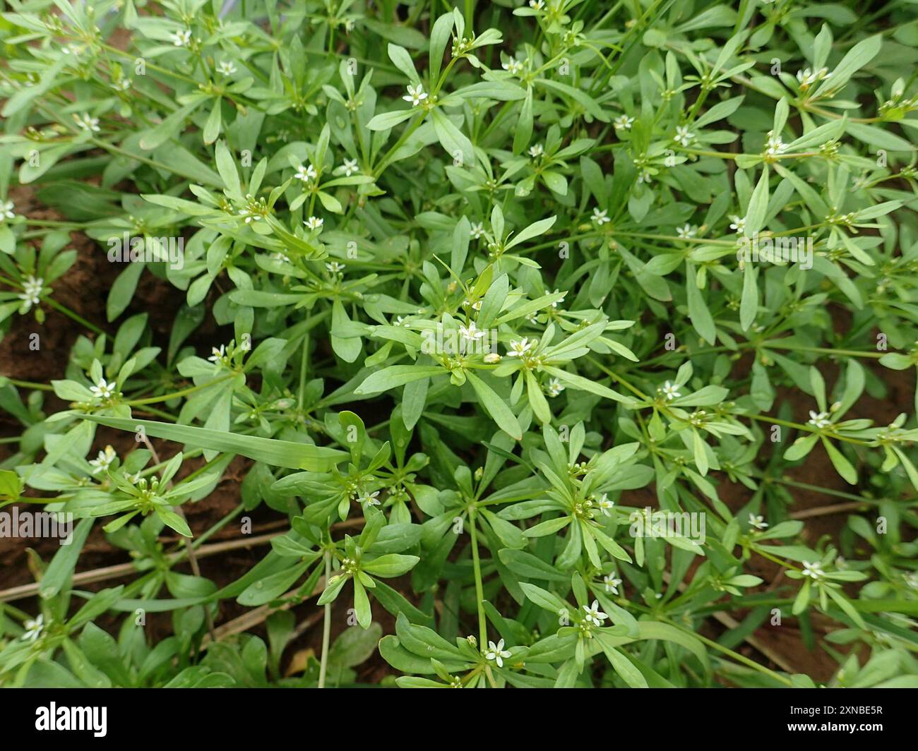 green carpetweed (Mollugo verticillata) Plantae Stock Photo - Alamy