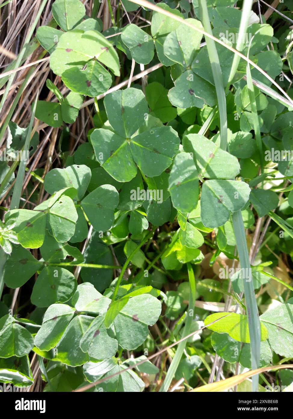 Spotted medick (Medicago arabica) Plantae Stock Photo - Alamy