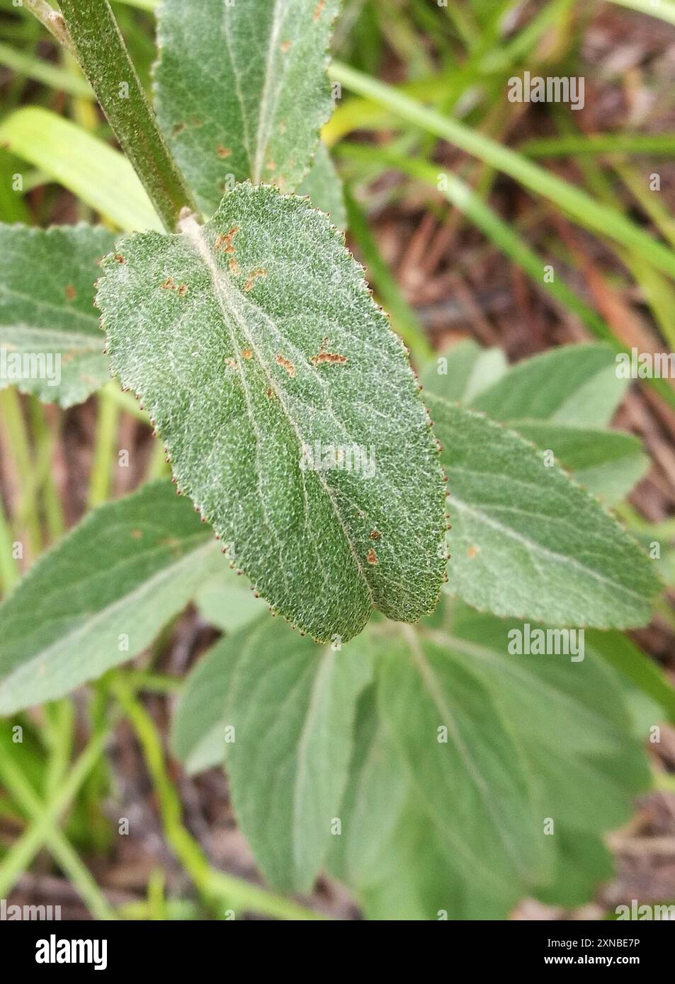 Langeberg Ragwort (Senecio crenatus) Plantae Stock Photo - Alamy