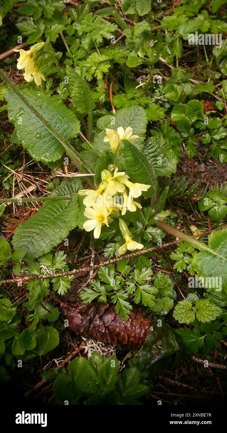 Oxlip (Primula elatior) Plantae Stock Photo - Alamy