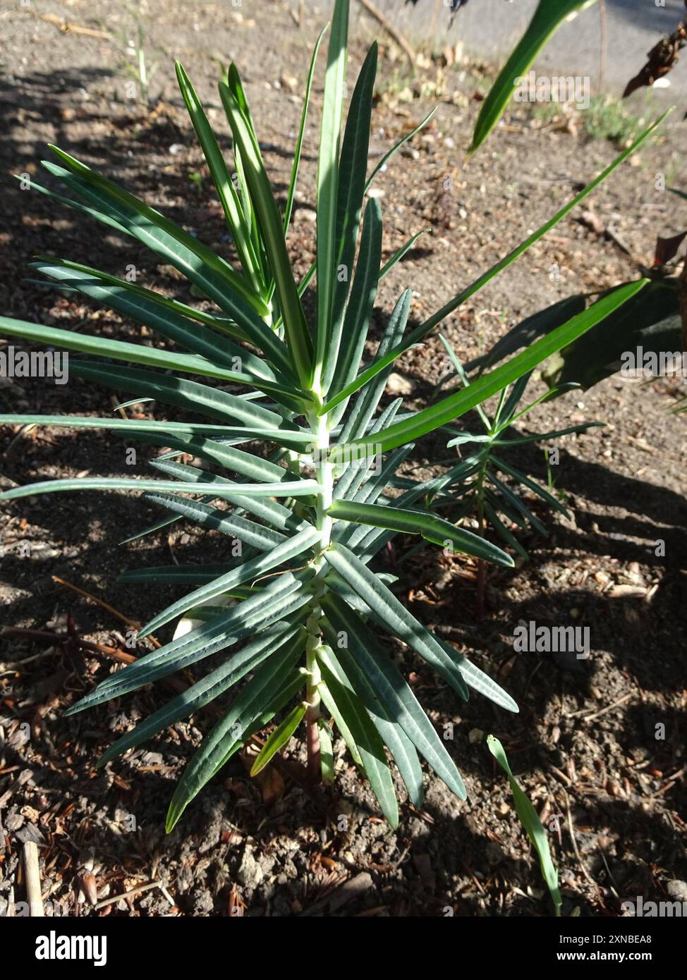 caper spurge (Euphorbia lathyris) Plantae Stock Photo - Alamy