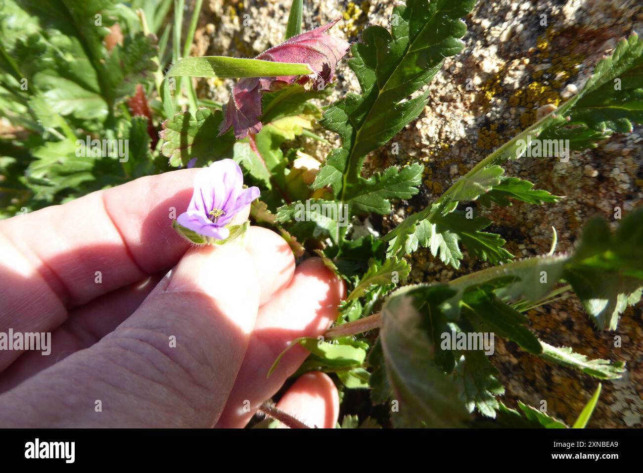 Mediterranean Stork's-bill (Erodium botrys) Plantae Stock Photo - Alamy