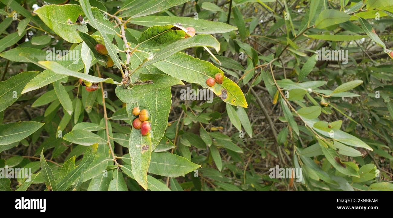 Willow Apple Gall Sawfly (Euura californica) Insecta Stock Photo - Alamy