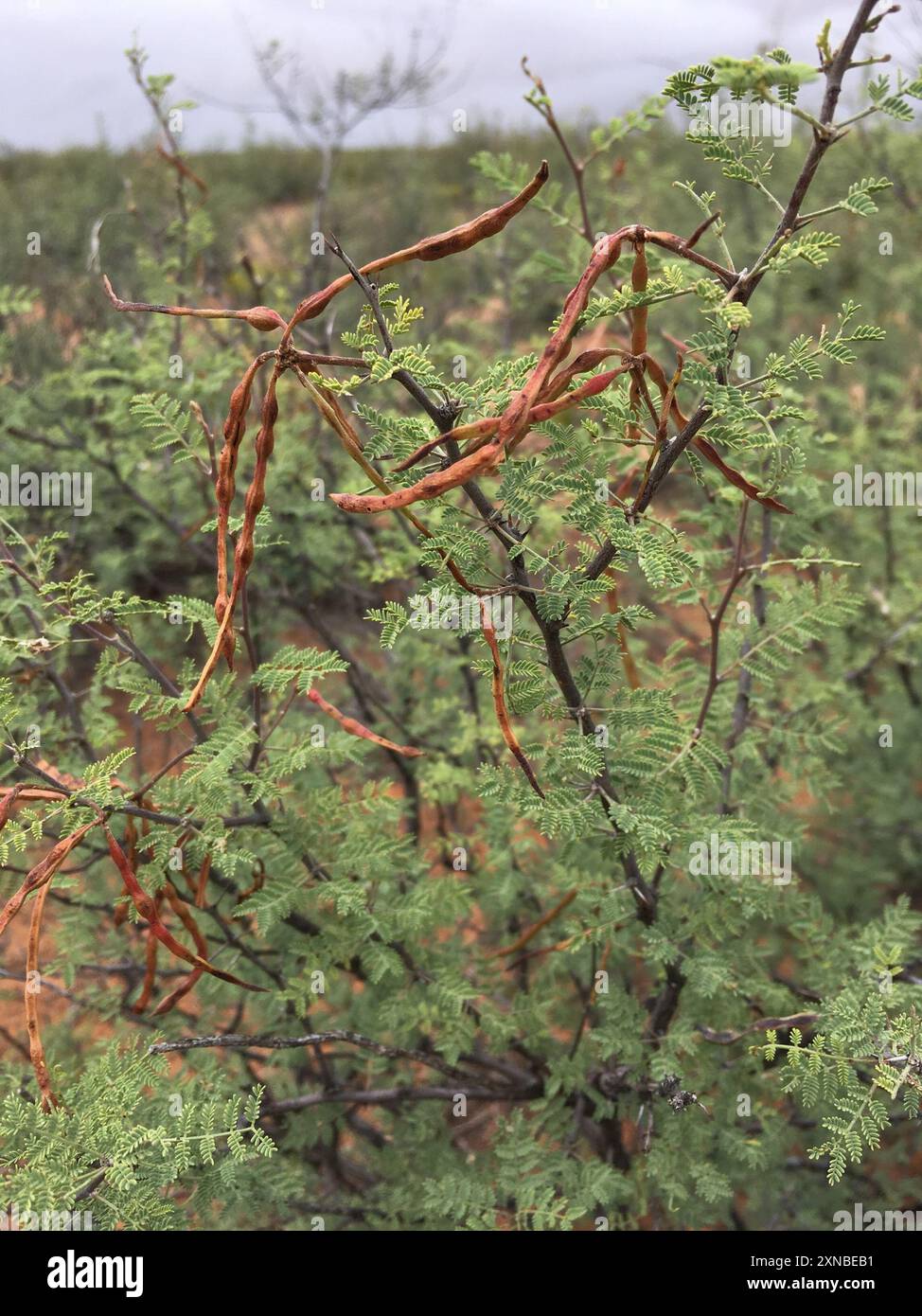 whitethorn acacia (Vachellia constricta) Plantae Stock Photo - Alamy
