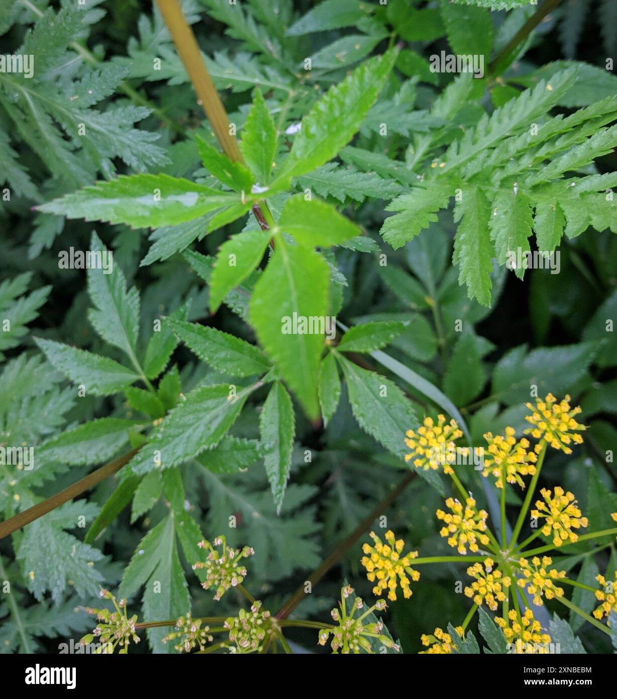 golden Alexanders (Zizia aurea) Plantae Stock Photo - Alamy