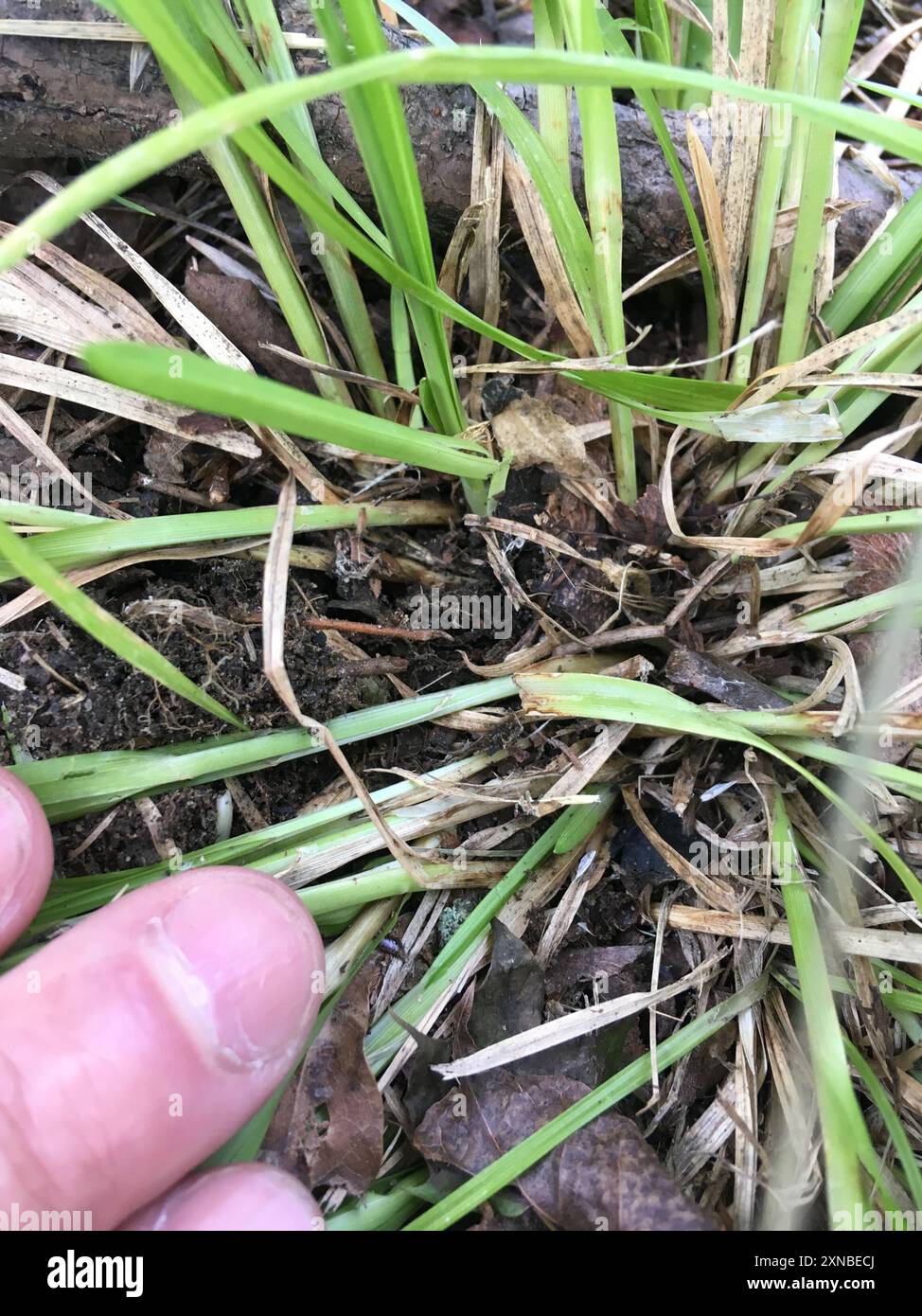 oval-headed sedge (Carex cephalophora) Plantae Stock Photo - Alamy