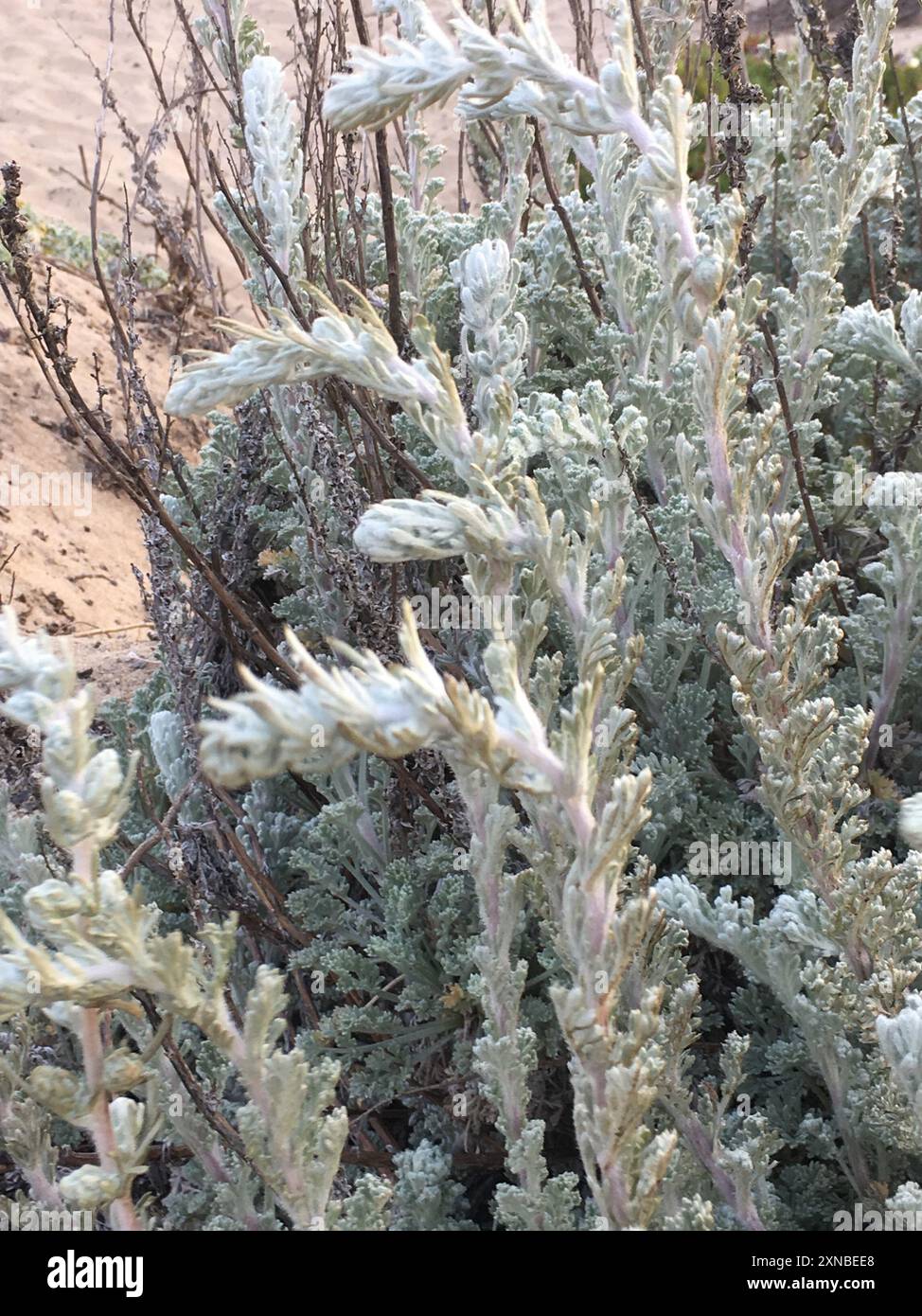 coastal sagewort (Artemisia pycnocephala) Plantae Stock Photo - Alamy