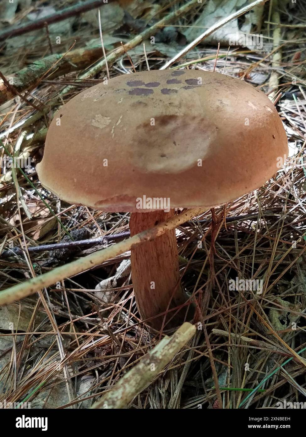 boletes (Boletaceae) Fungi Stock Photo - Alamy
