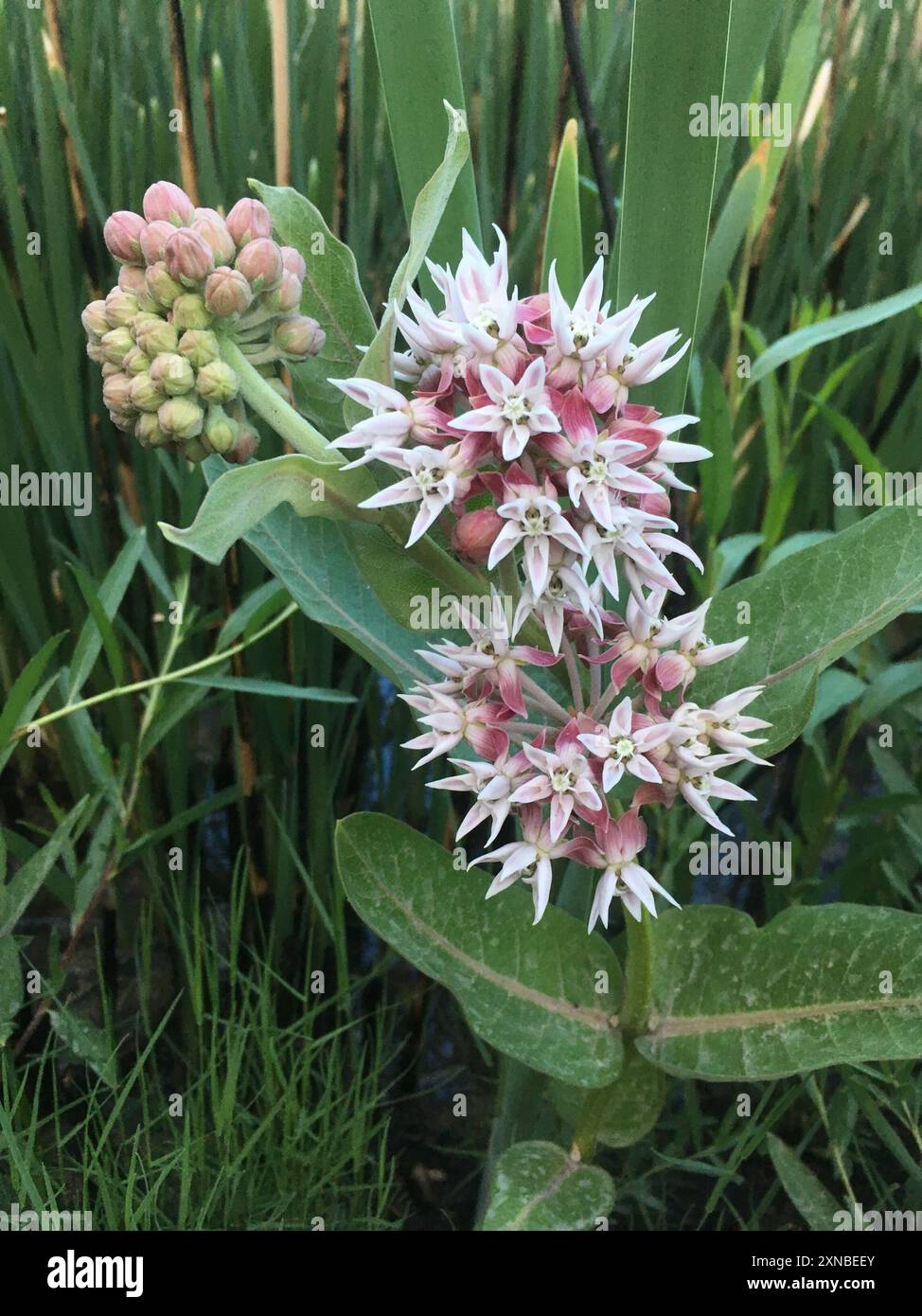 Amazing Asclepias Speciosa Showy Milkweed Pictures