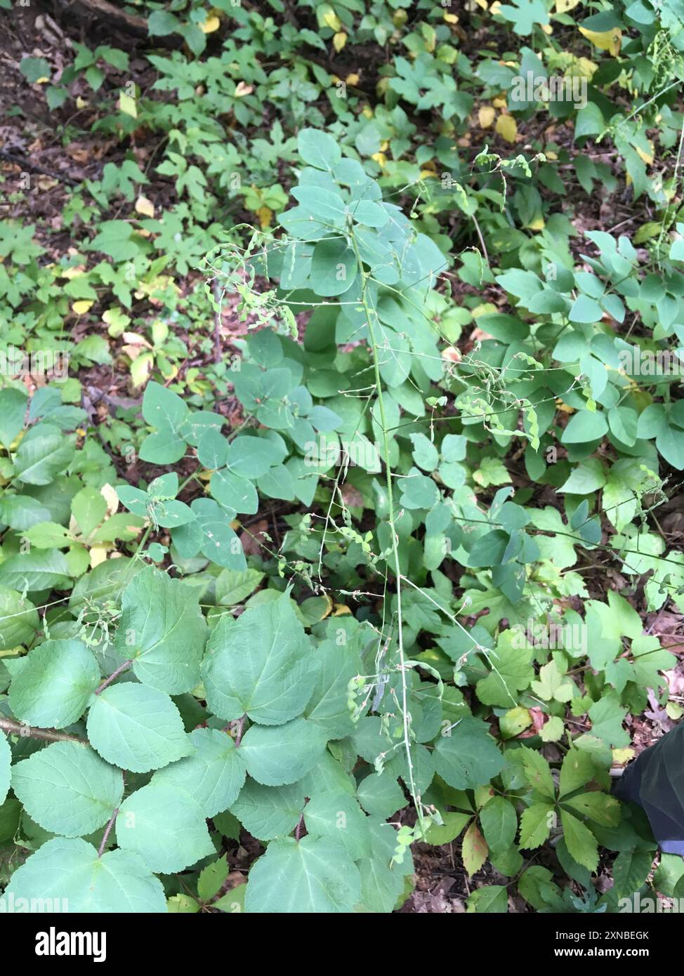 perplexed tick-trefoil (Desmodium perplexum) Plantae Stock Photo - Alamy