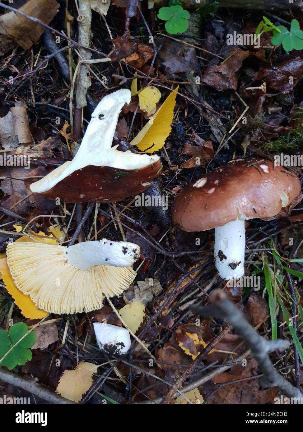 (Russula integra) Fungi Stock Photo - Alamy