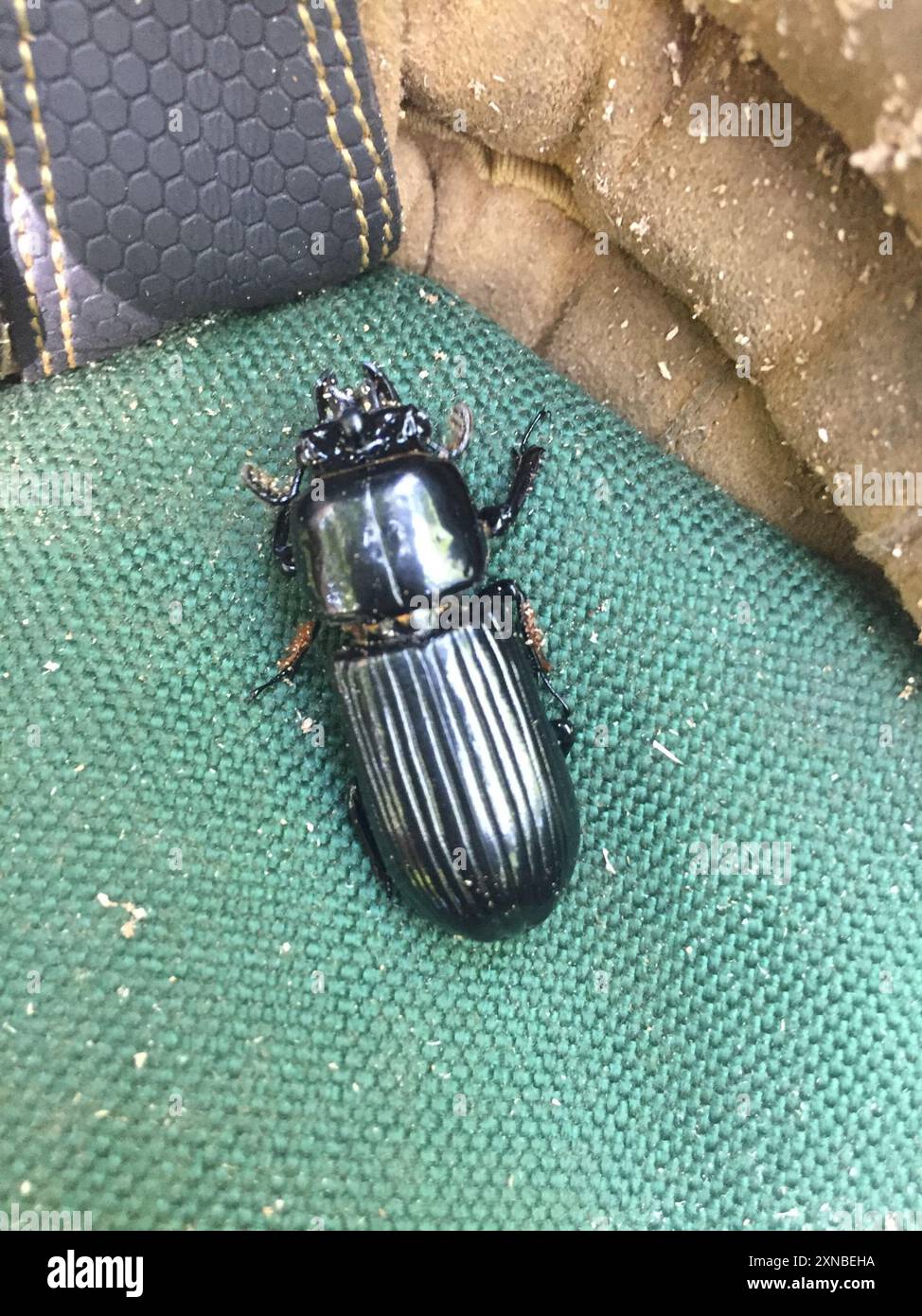 Horned Passalus Beetle (Odontotaenius disjunctus) Insecta Stock Photo ...