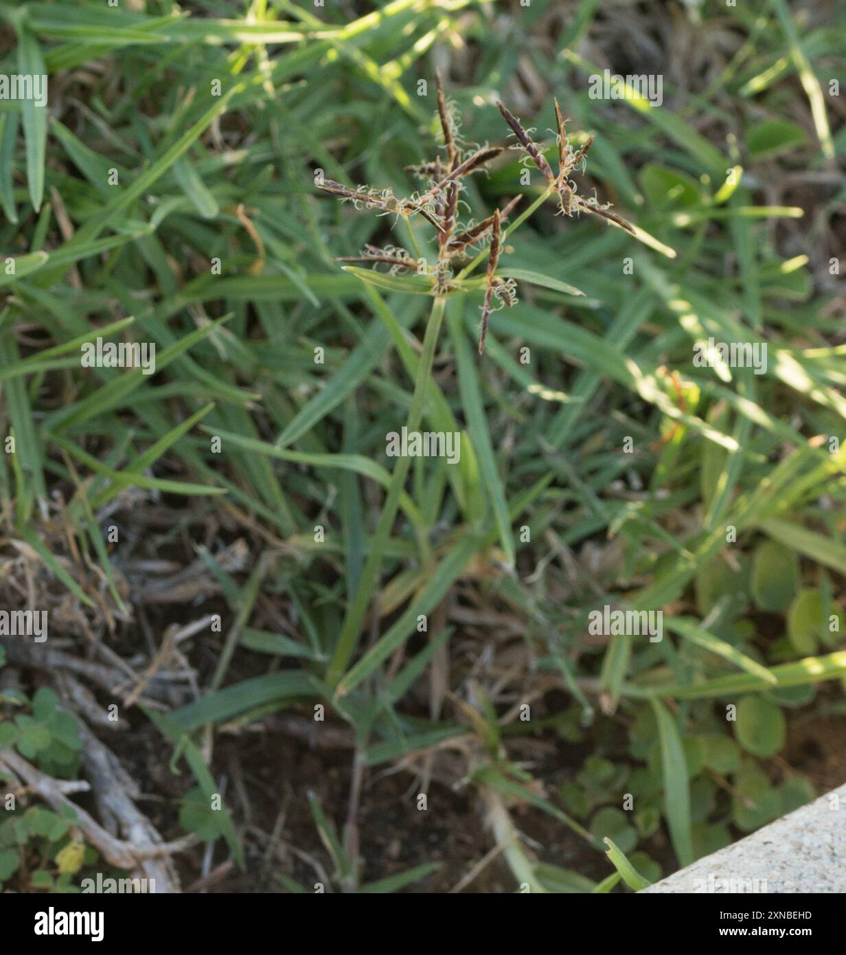 Purple nutsedge (Cyperus rotundus) Plantae Stock Photo - Alamy