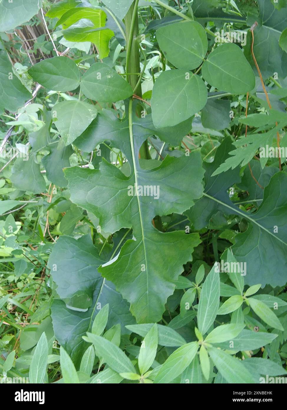 plants (Plantae) Plantae Stock Photo - Alamy