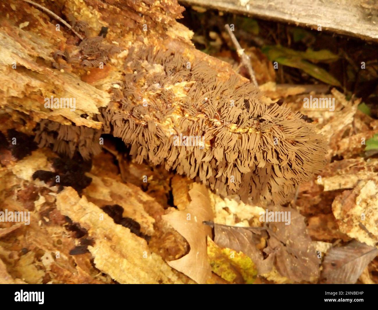Chocolate Tube Slimes (Stemonitis) Protozoa Stock Photo - Alamy