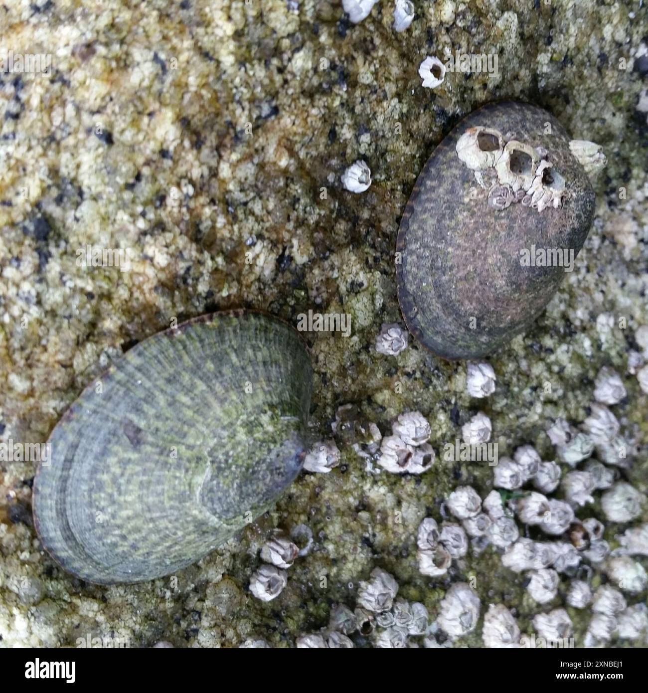 Mask Limpet (Lottia persona) Mollusca Stock Photo - Alamy