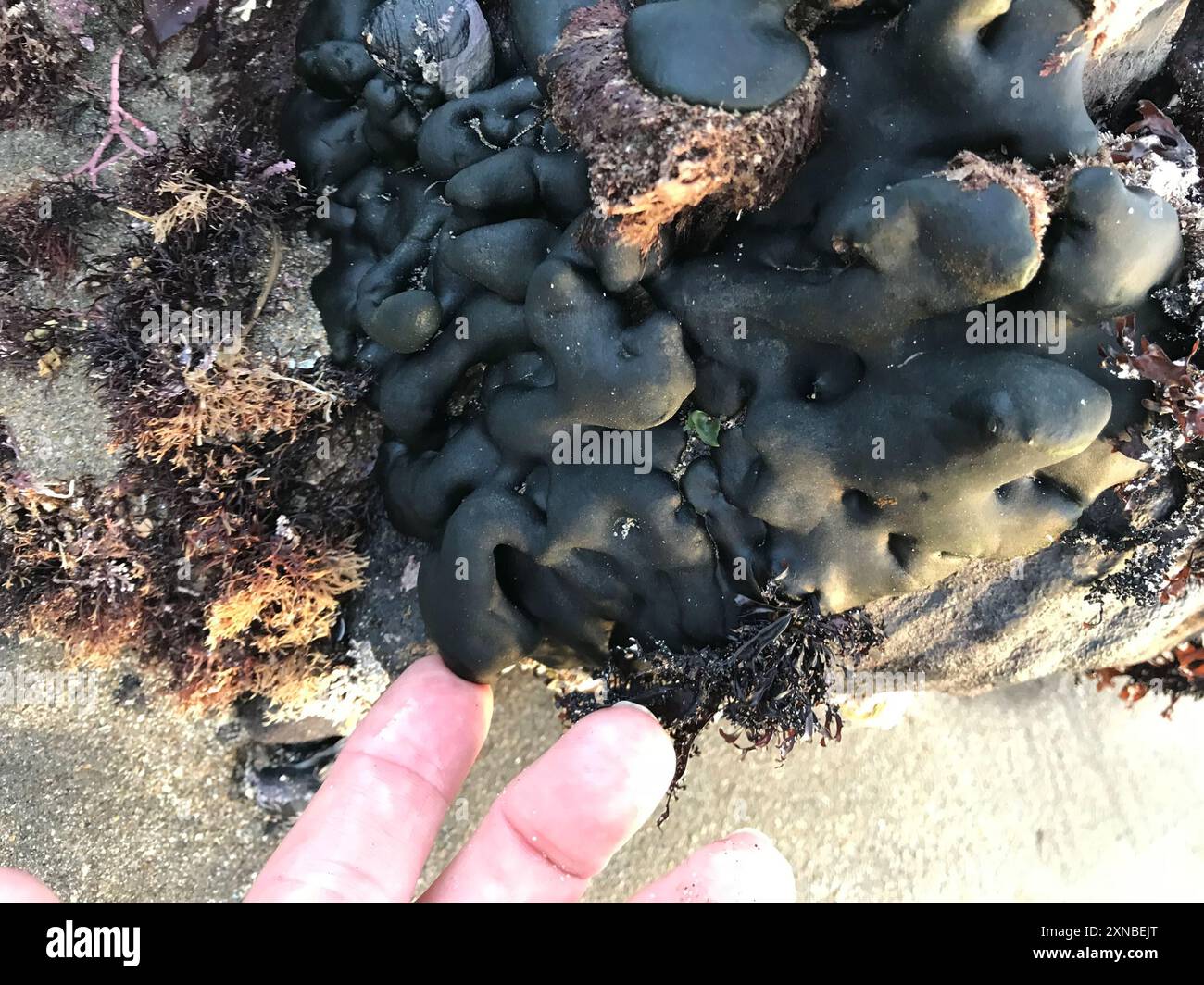 green spongy cushion (Codium setchellii) Plantae Stock Photo - Alamy