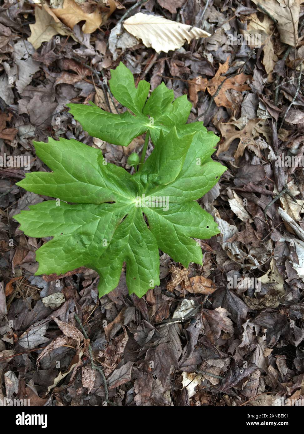 mayapple (Podophyllum peltatum) Plantae Stock Photo - Alamy