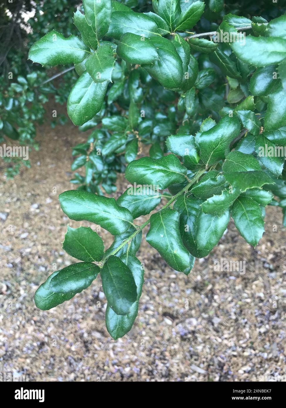 coast live oak (Quercus agrifolia) Plantae Stock Photo - Alamy