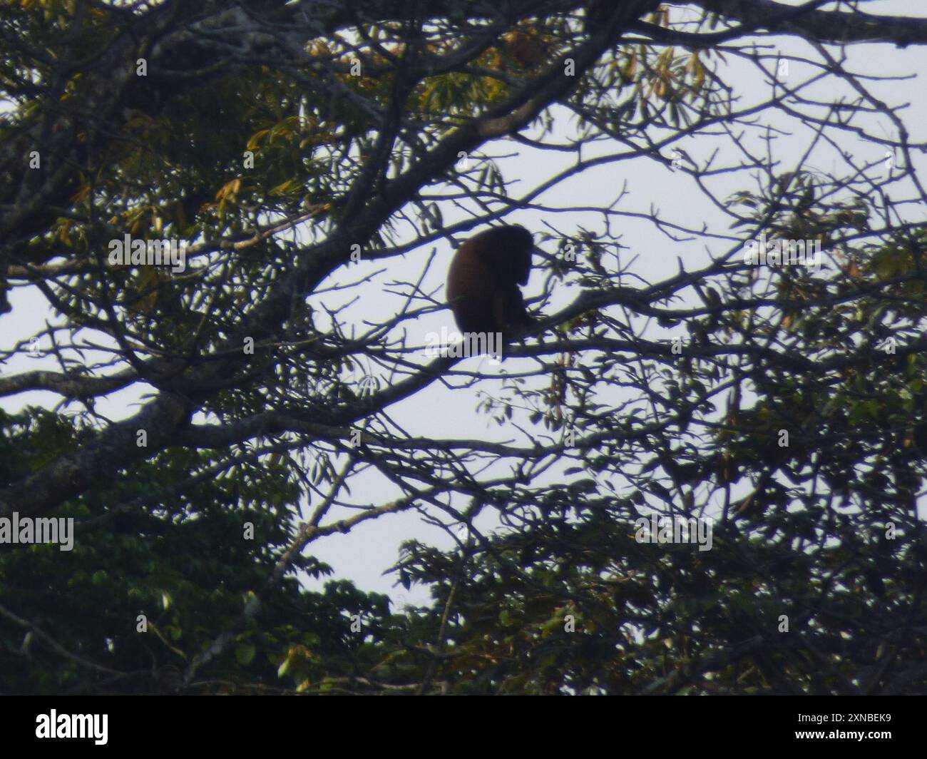 Colombian Red Howler Monkey (Alouatta seniculus) Mammalia Stock Photo ...