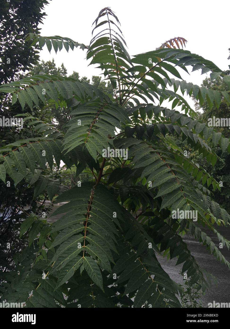 tree-of-heaven (Ailanthus altissima) Plantae Stock Photo - Alamy