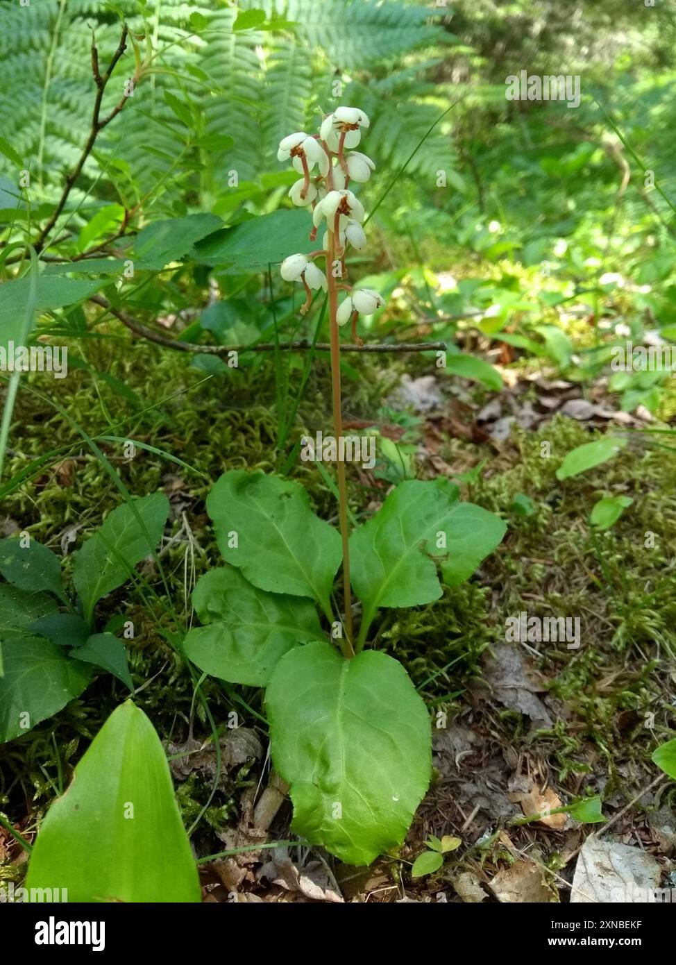 shinleaf (Pyrola elliptica) Plantae Stock Photo - Alamy